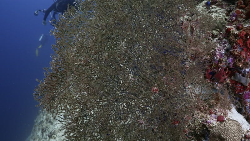 Sea, Gorgon, Fish, Coral Reefs by Gilles Charvet – Stock Footage | Artlist