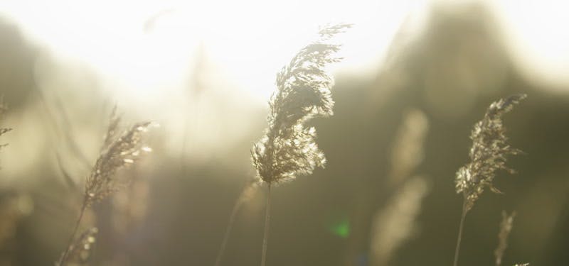 Wind, Reeds, Swaying, Sunbeam by Ami Bornstein – Stock Footage | Artlist