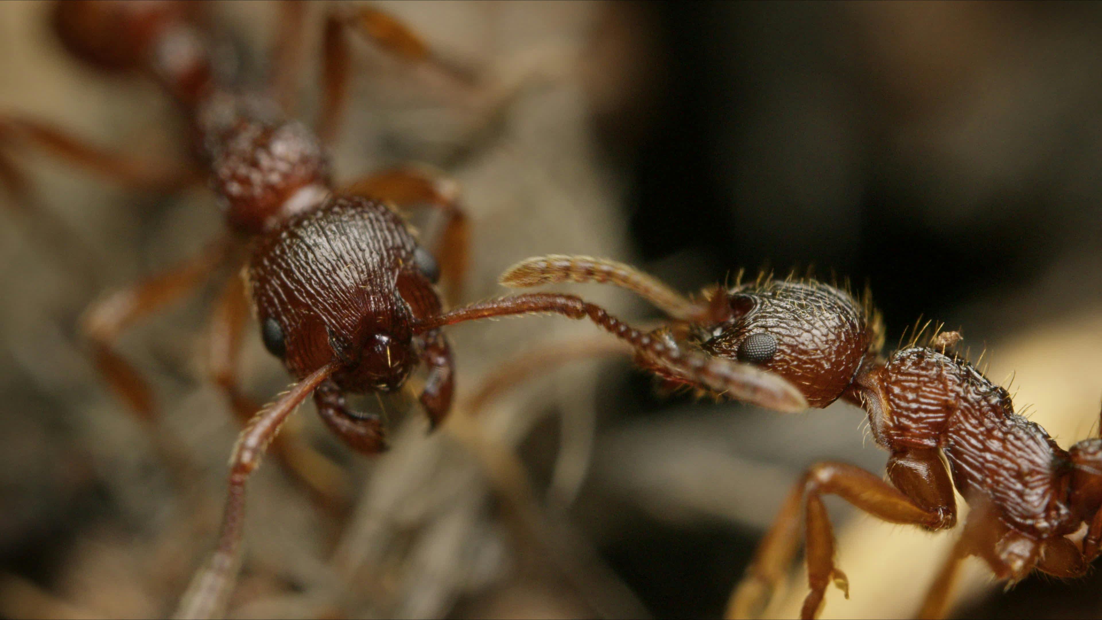 Discover european-fire-ant, a story-driven footage | Artlist