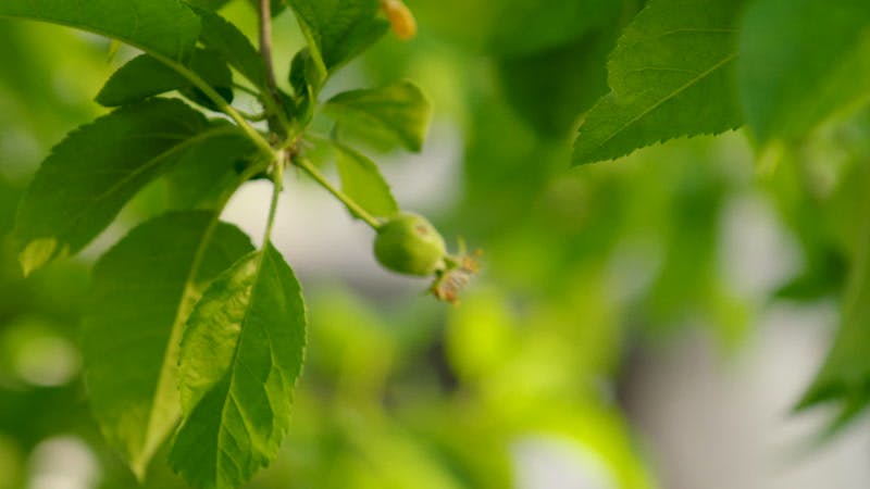 Tree, Beetle, Bloom, Farm by Orangebox Pictures – Stock Footage | Artlist