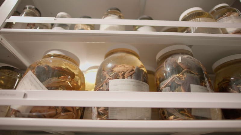 Laboratory, Specimen, Jar, Shelves by Day's Edge Productions – Stock ...