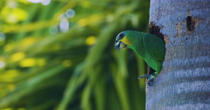 Bird, Aves, Feather, Perch by Day's Edge Productions – Stock Footage ...