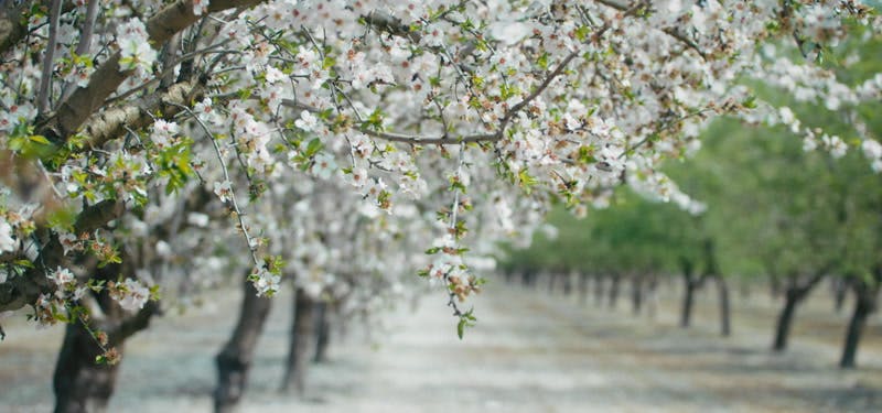 Petals, Spring, Flower, Trees by Omri Ohana – Stock Footage | Artlist