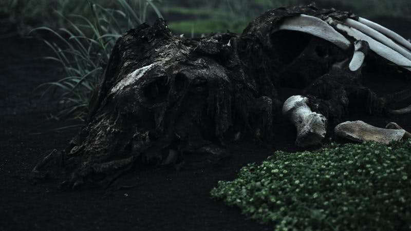 Corpse, Animal Remains, Dead Animal, Skeleton by Reinis Kaspars – Stock ...