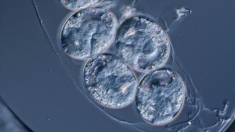 Tardigrade, Microscopic, Microscope, Extremophiles by Benedikt Pleyer ...