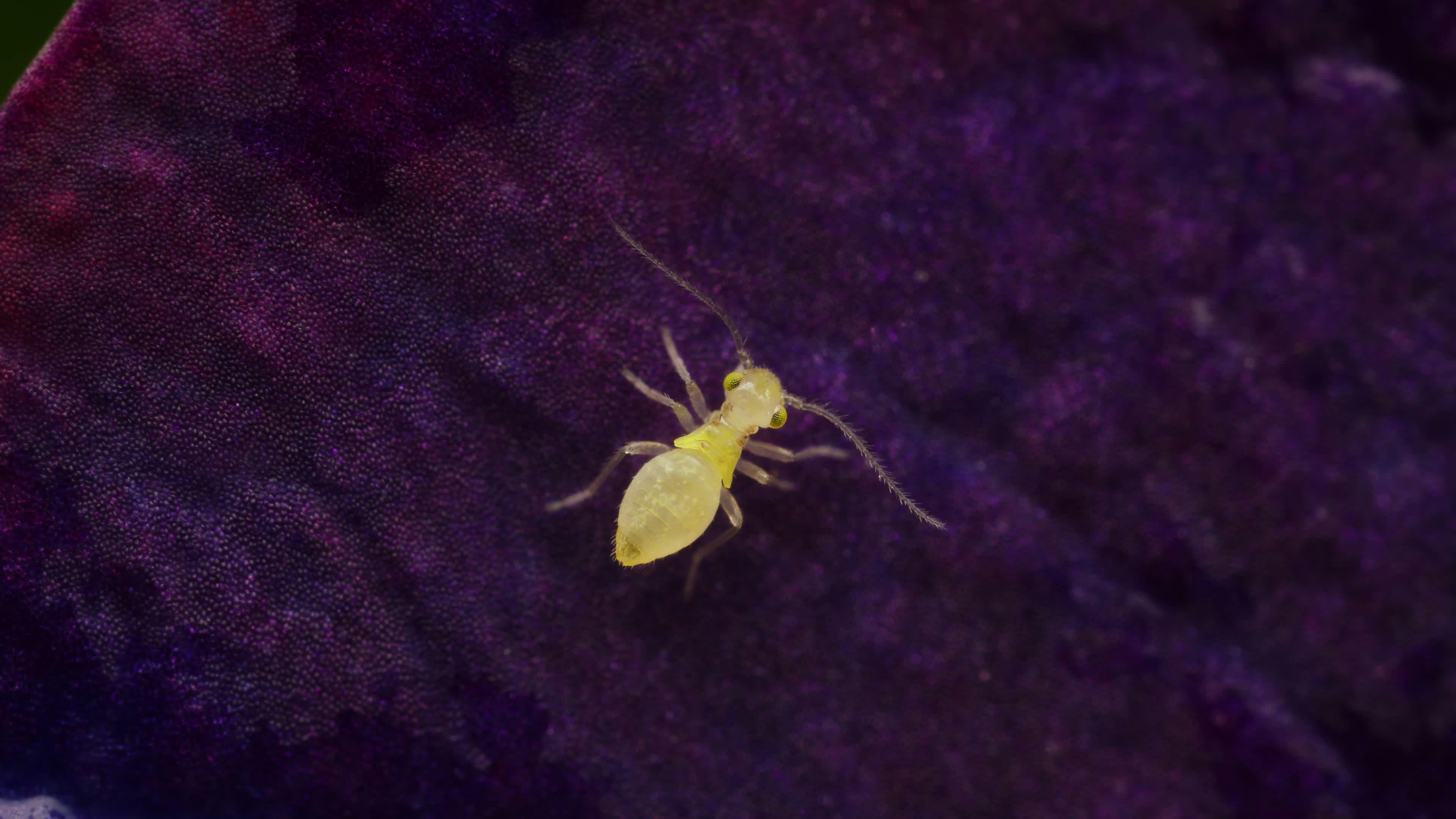 Discover thrips-and-springtails, a story-driven footage | Artlist