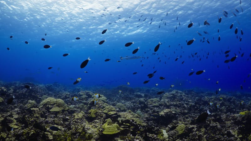 Coral Reefs, Fish, Shoal, Marine Life by Gilles Charvet – Stock Footage ...