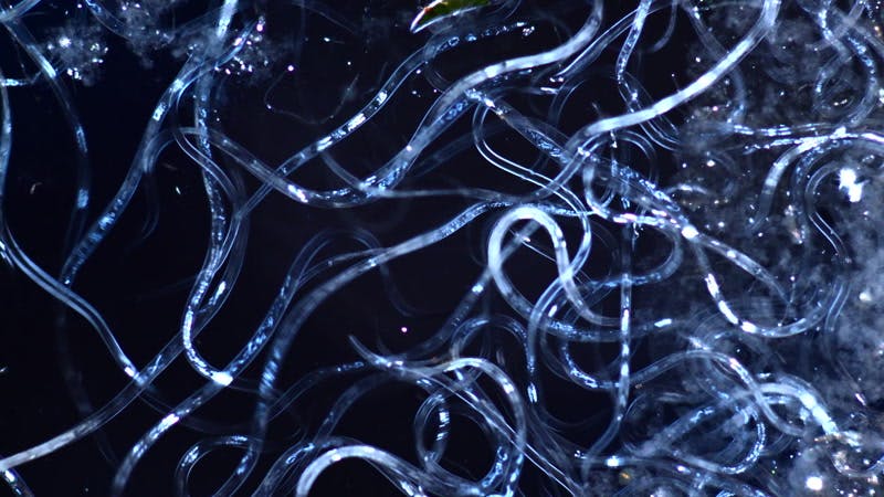 Microscopic, Nematodes, Pathogen, Worm by Benedikt Pleyer – Stock ...