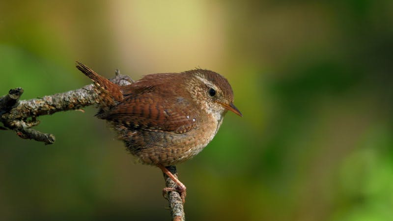 Leaf, Song-bird, Tree-branch, Bird by Lukas Pich – Stock Footage | Artlist