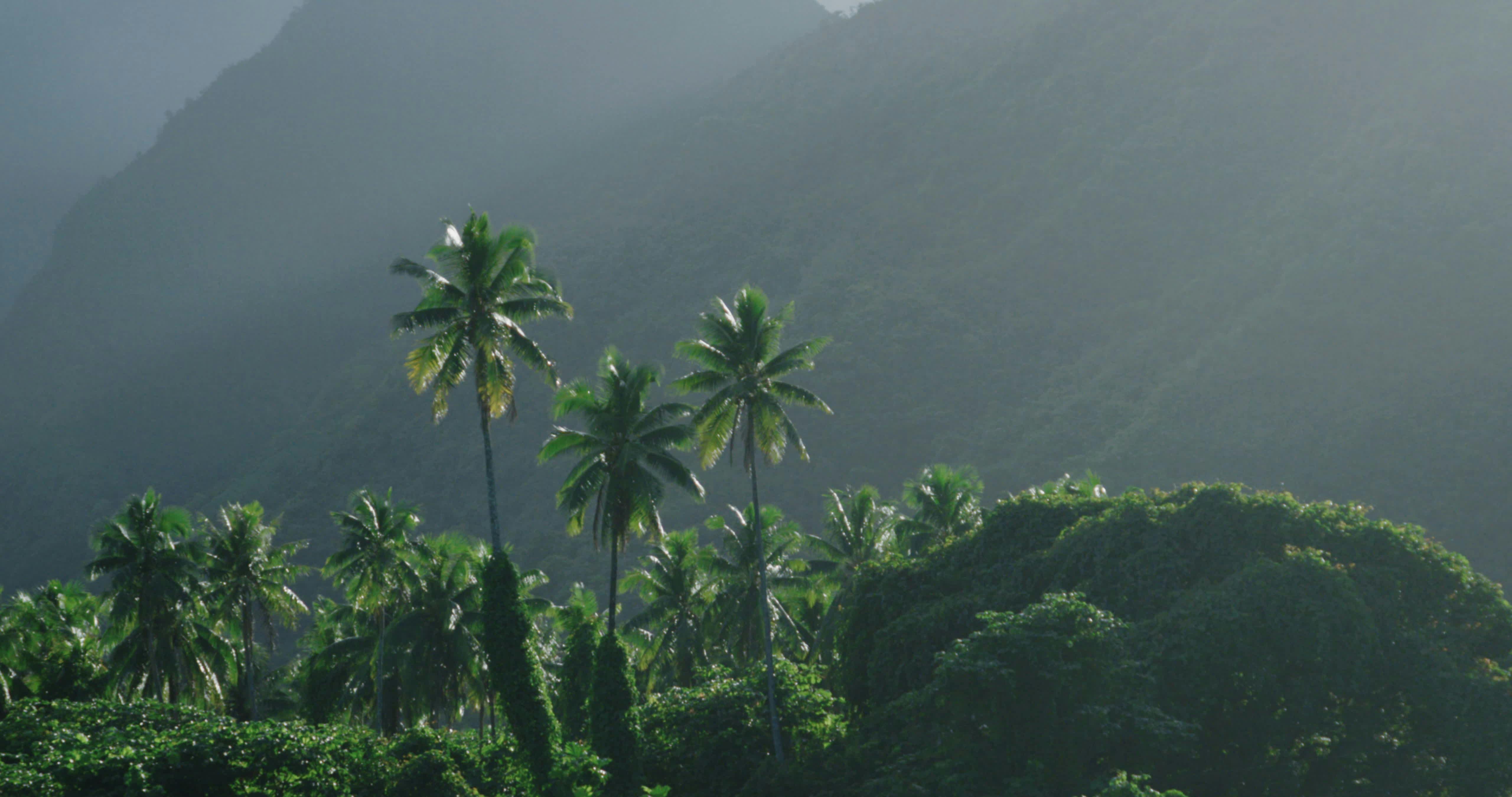 Discover tropical-teahupoo, a story-driven footage | Artlist