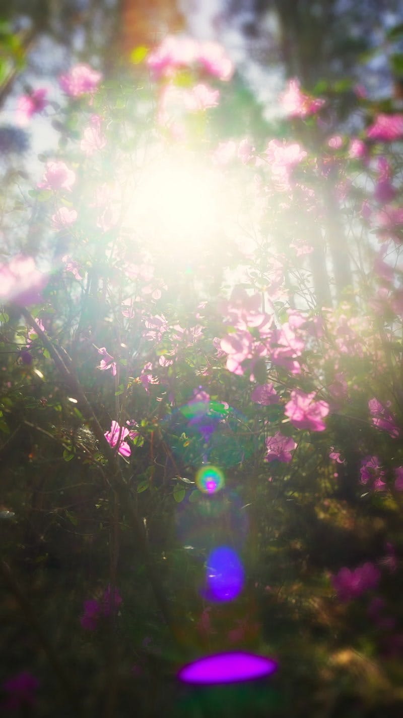 Lens Flare, Mobile View, Portrait Mode, Vertical Format by Dmitrii ...