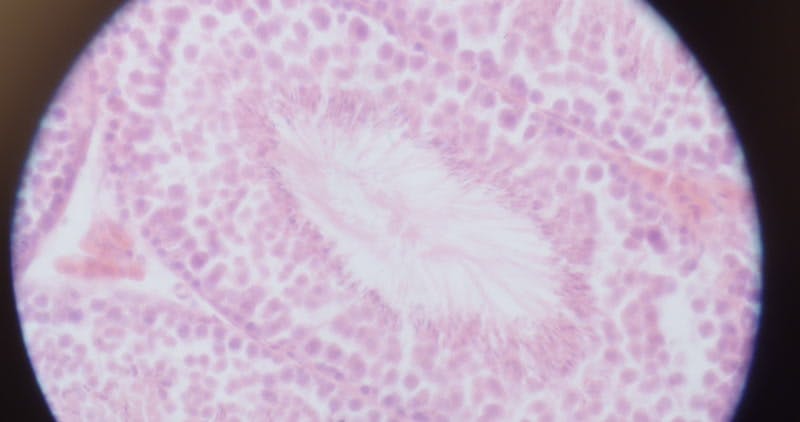 Lab Research, Research, Laboratory, Microscope by Film spirits – Stock ...