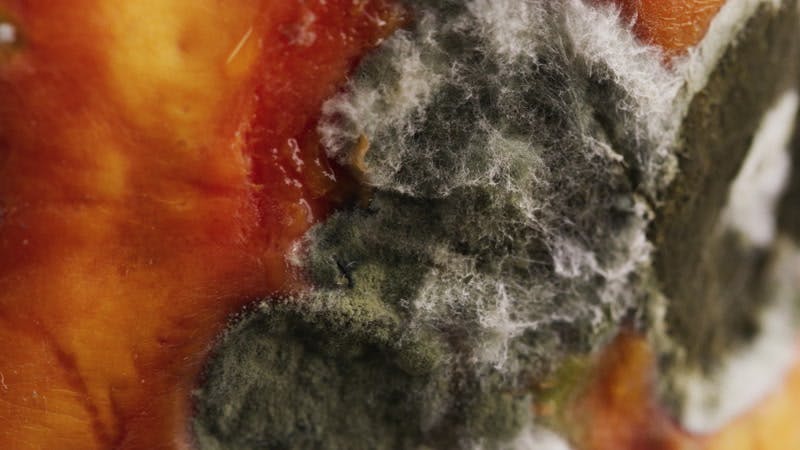 Abstract, Mould, Textures, Moldiness by Studio Non – Stock Footage ...