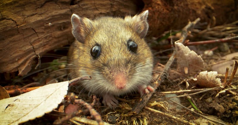 Nose, Whiskers, Sniffing, Mouse by Day's Edge Productions – Stock ...