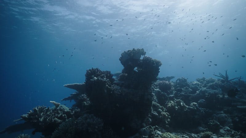 Ocean, Fish, Coral Reefs, Marine Life by Caleb Ware – Stock Footage ...