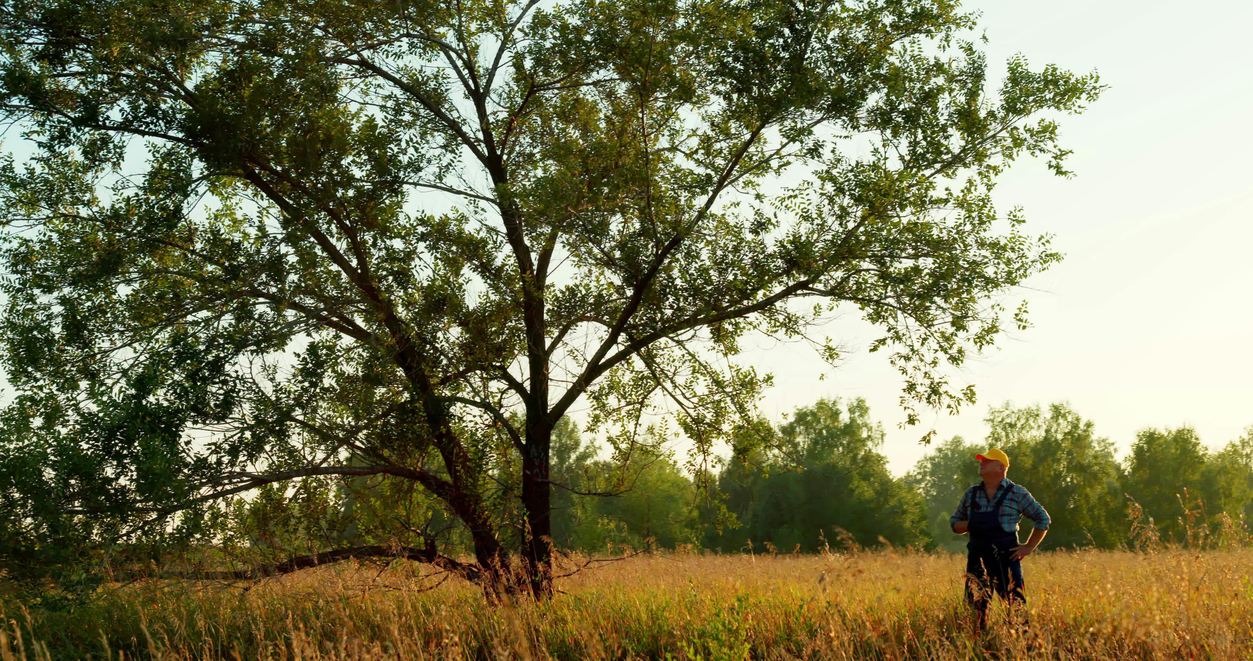 Discover wheat-field, a story-driven footage | Artlist