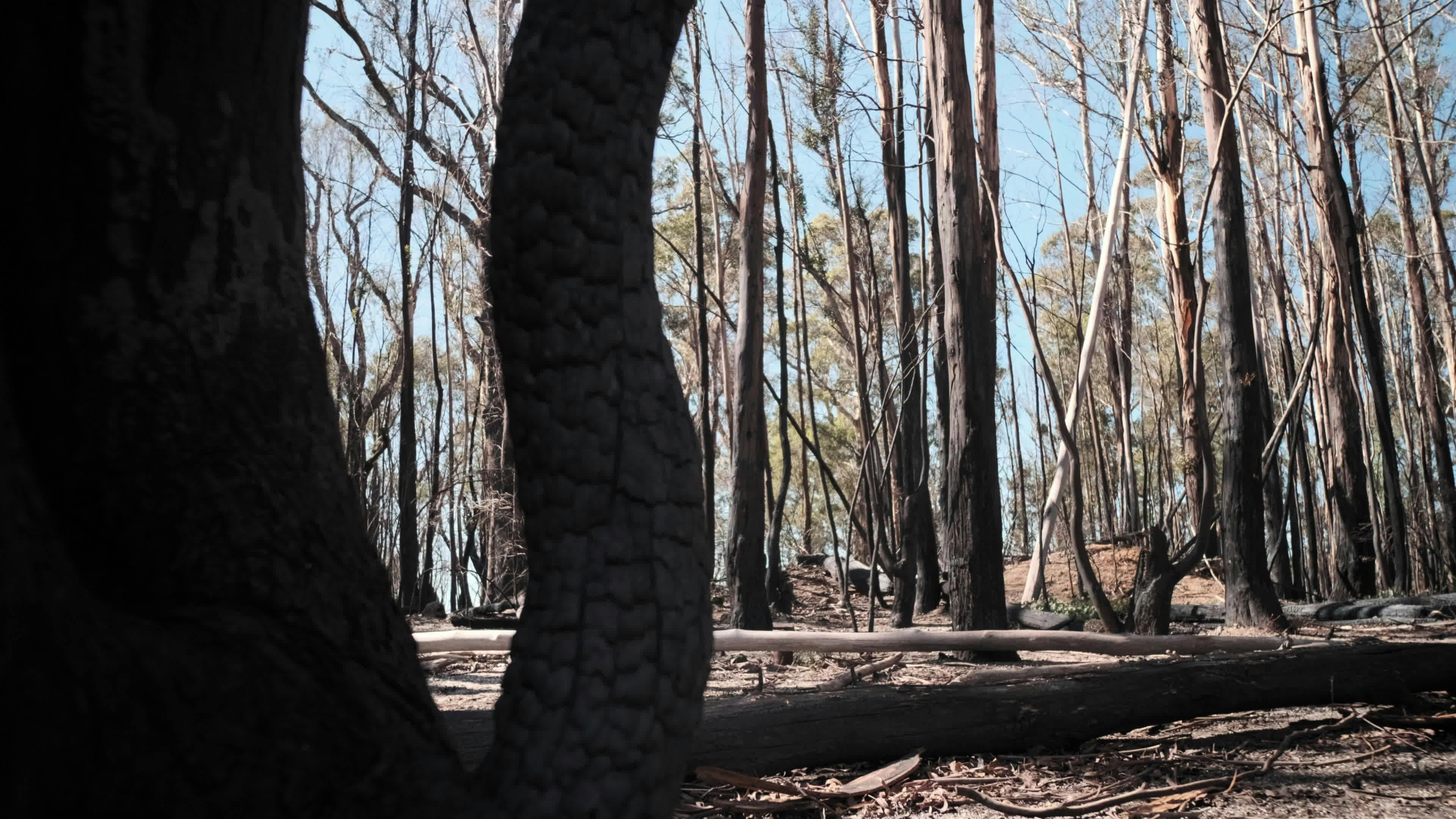 Discover exploring-burnt-gum-tree-forest, a story-driven footage | Artlist