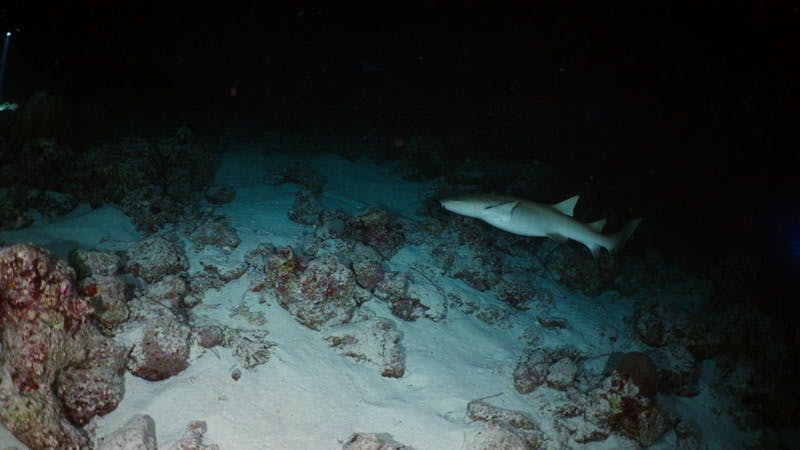 Ocean, Scuba Diver, Coral Reefs, Nurse Shark by Gilles Charvet – Stock ...