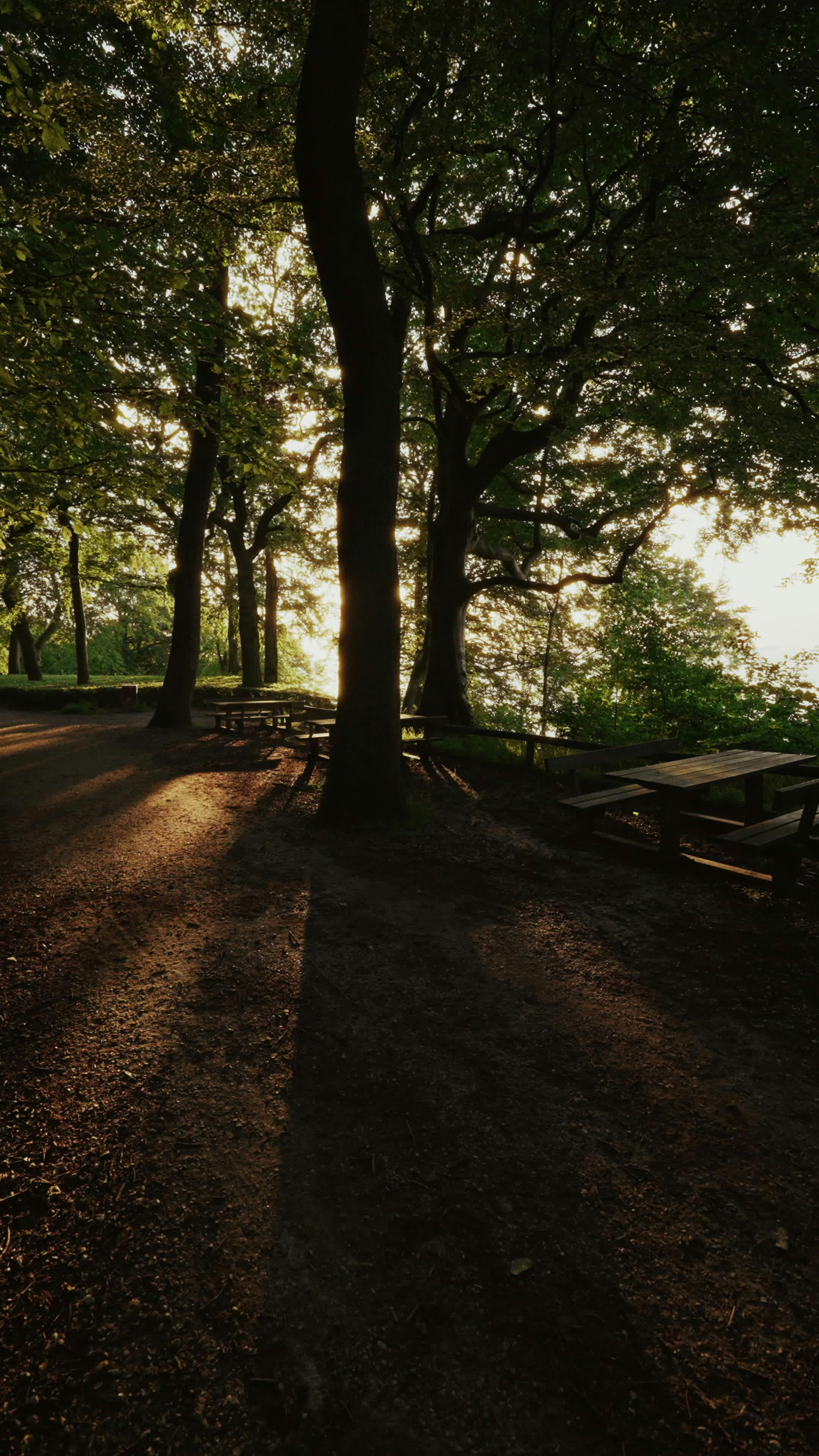 Discover risskov-forest, a story-driven footage | Artlist