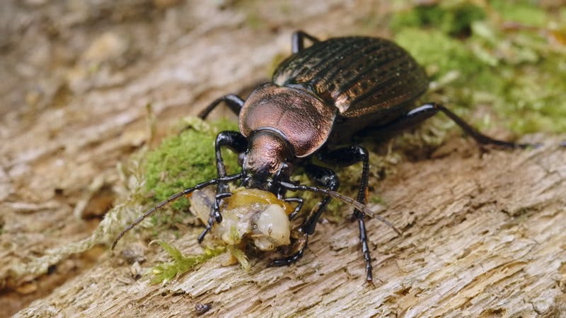 Insect, Ground Beetle, Beetle, Bug by Lukas Pich – Stock Footage | Artlist