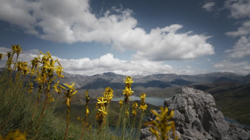 Flowers, Theth National Park, Albania, Radomire by Reinis Kaspars ...
