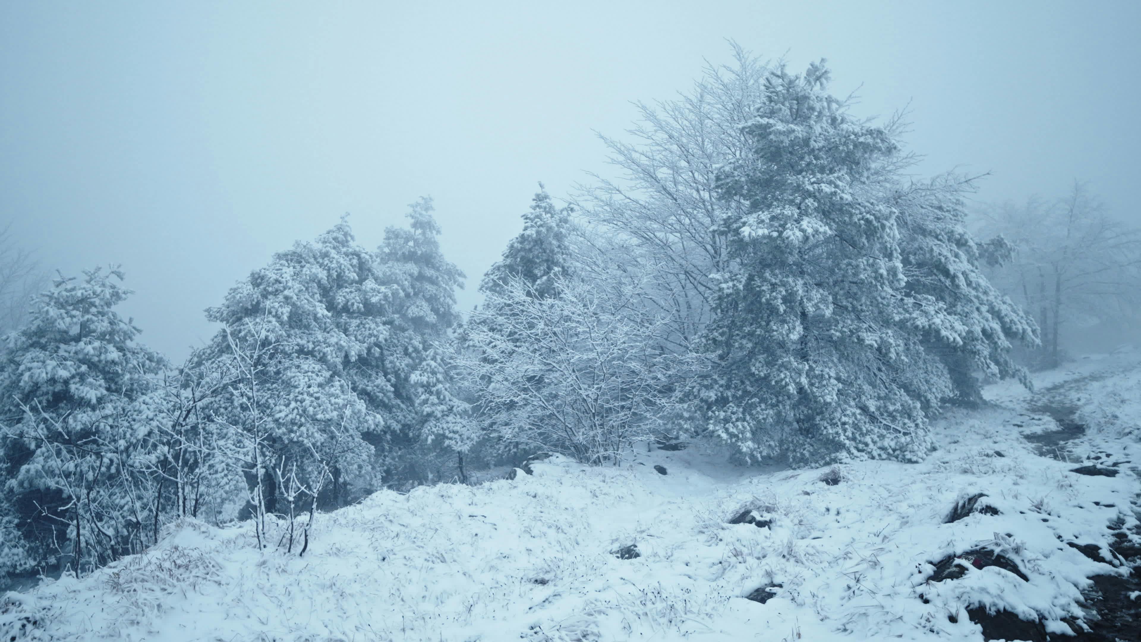Discover frozen-forest-in-the-fog, a story-driven footage | Artlist