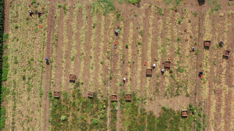 Farmers, Picking, Field, Red Onions by Lior Patel – Stock Footage | Artlist