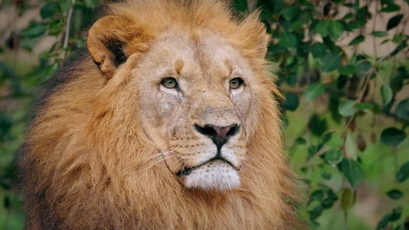 Big Cat, Lion Mane, African Lion, Masai Lion by Lukas Pich – Stock ...