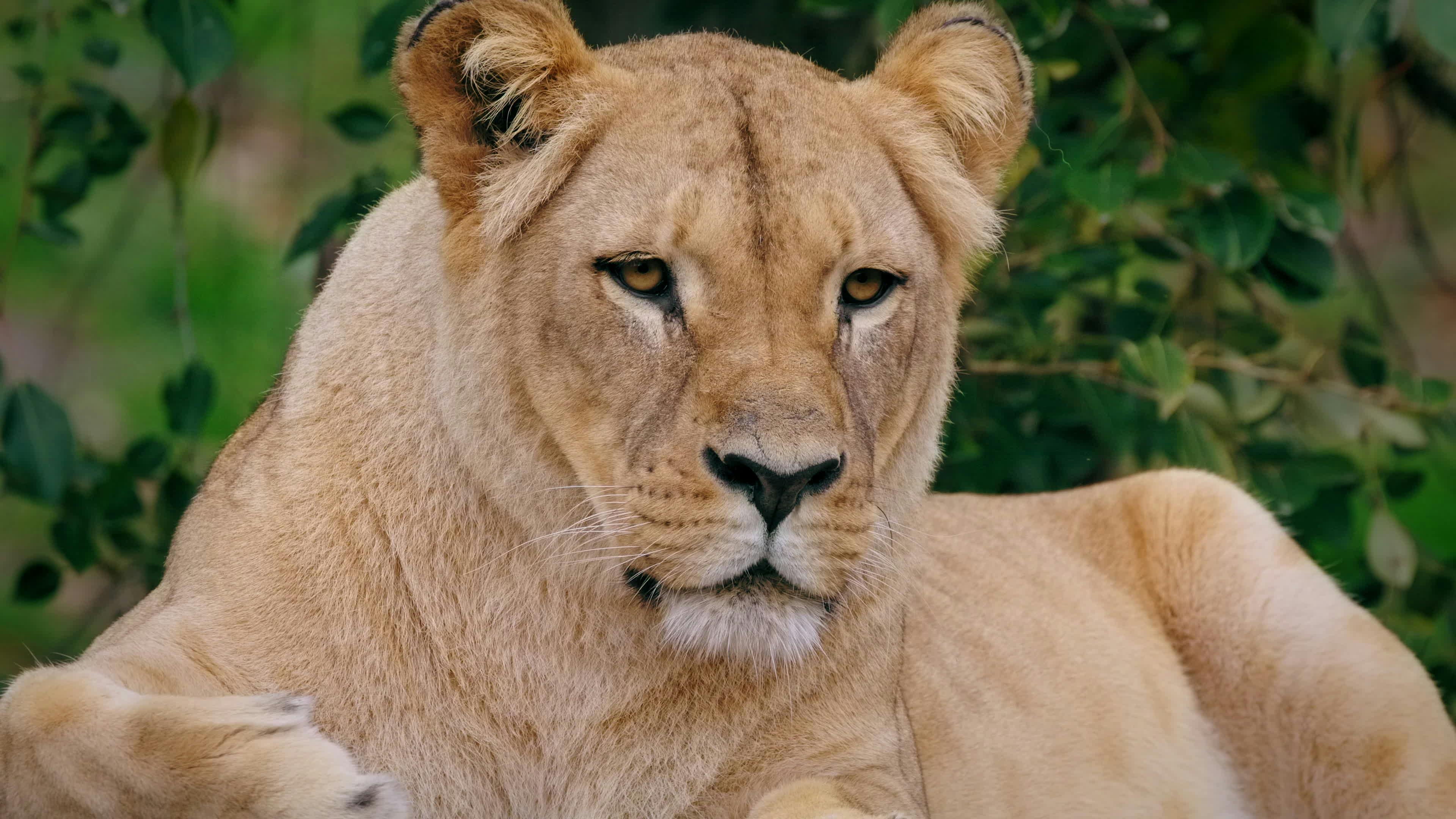 Discover african-lioness, a story-driven footage | Artlist