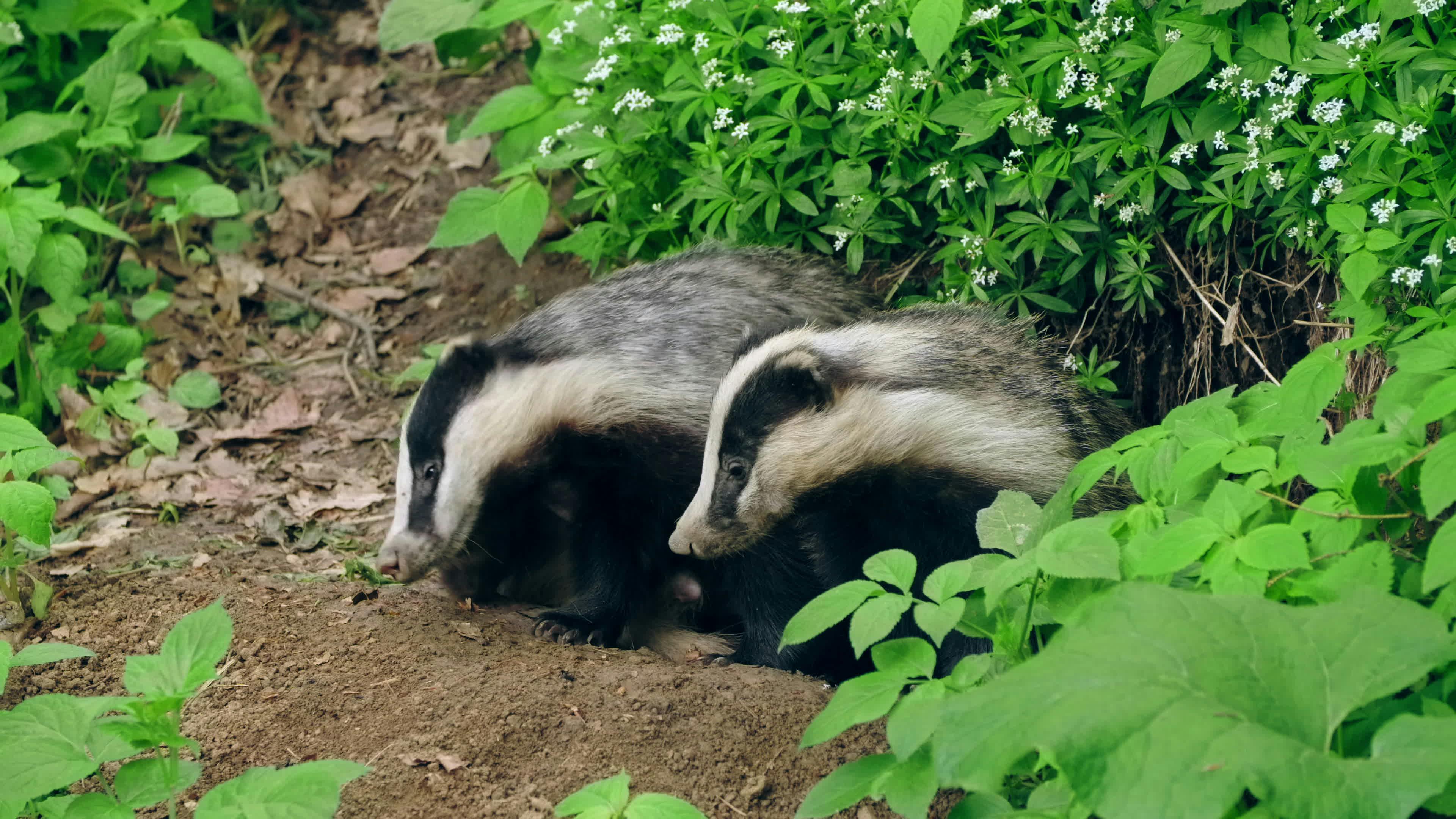 Discover badger-burrow, a story-driven footage | Artlist