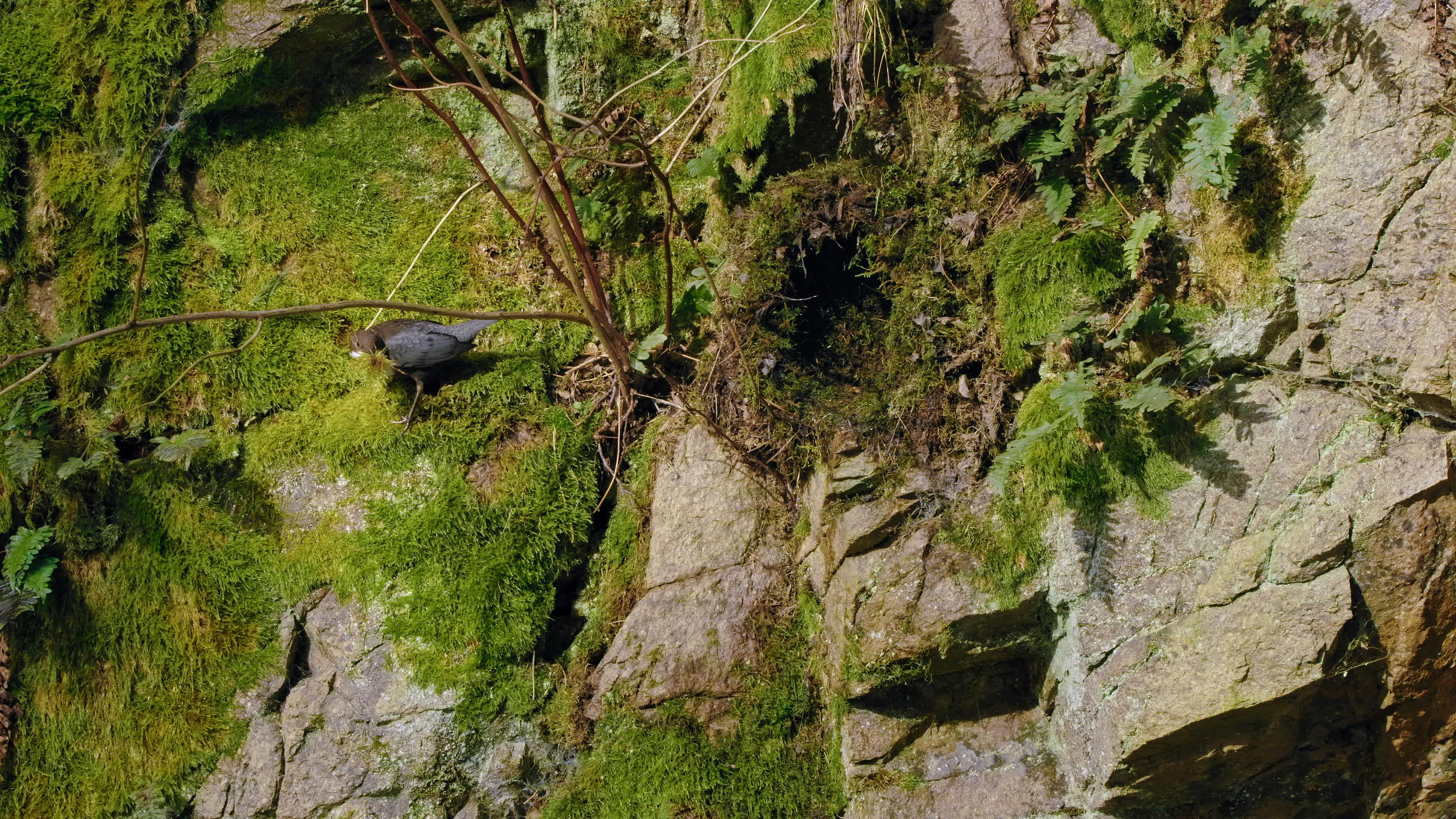 Discover dipper-bird-nesting, a story-driven footage | Artlist