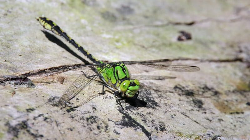 Compound Eyes, Green, Flying, Insect by Lukas Pich – Stock Footage ...