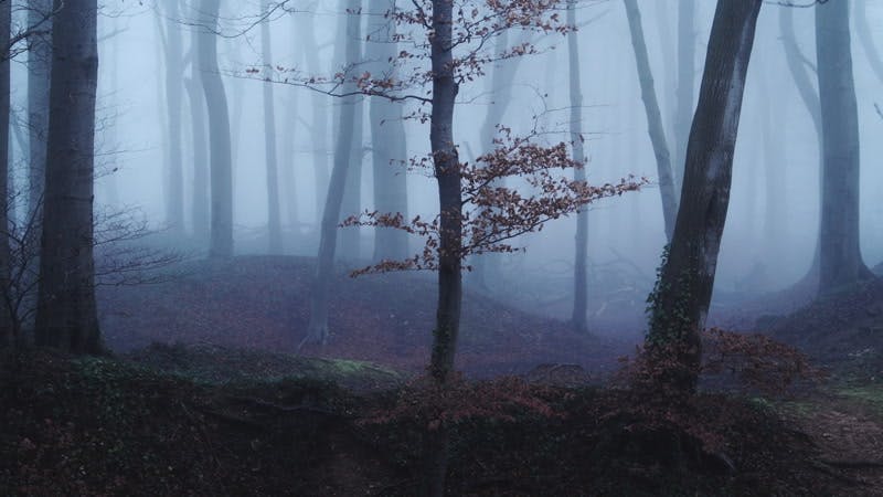 Spooky, Mysterious, Trunks, Trees by Matthew Williams-Ellis – Stock ...