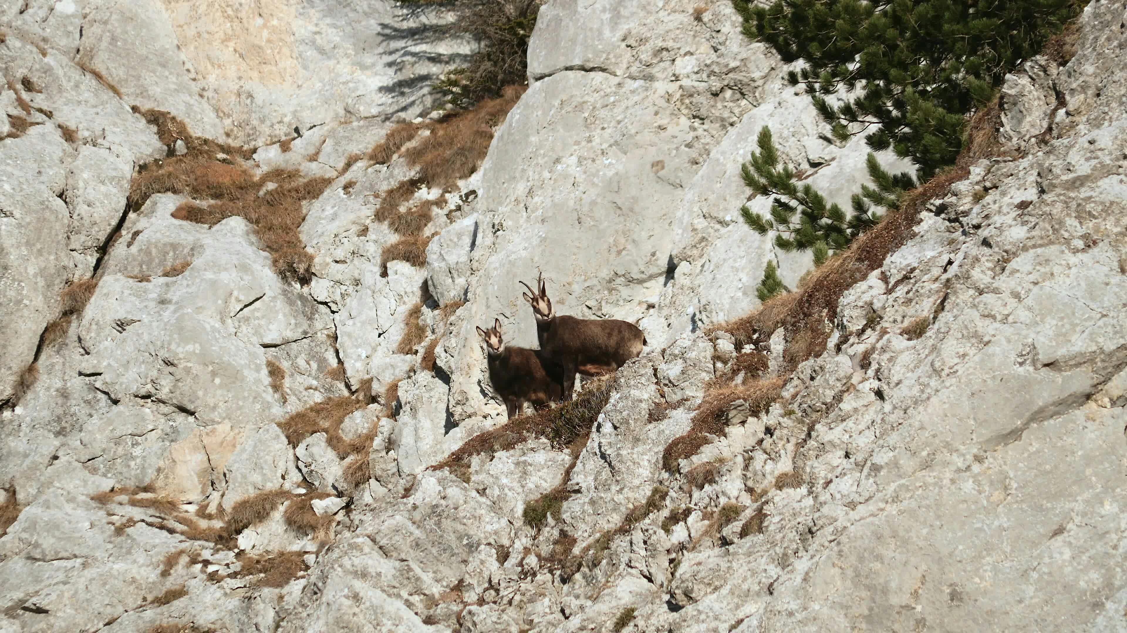 Discover swiss-wildlife, a story-driven footage