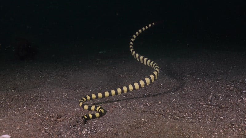 Underwater, Sea Snake, Coral Reef, Seabed by Blue Water Fascination ...