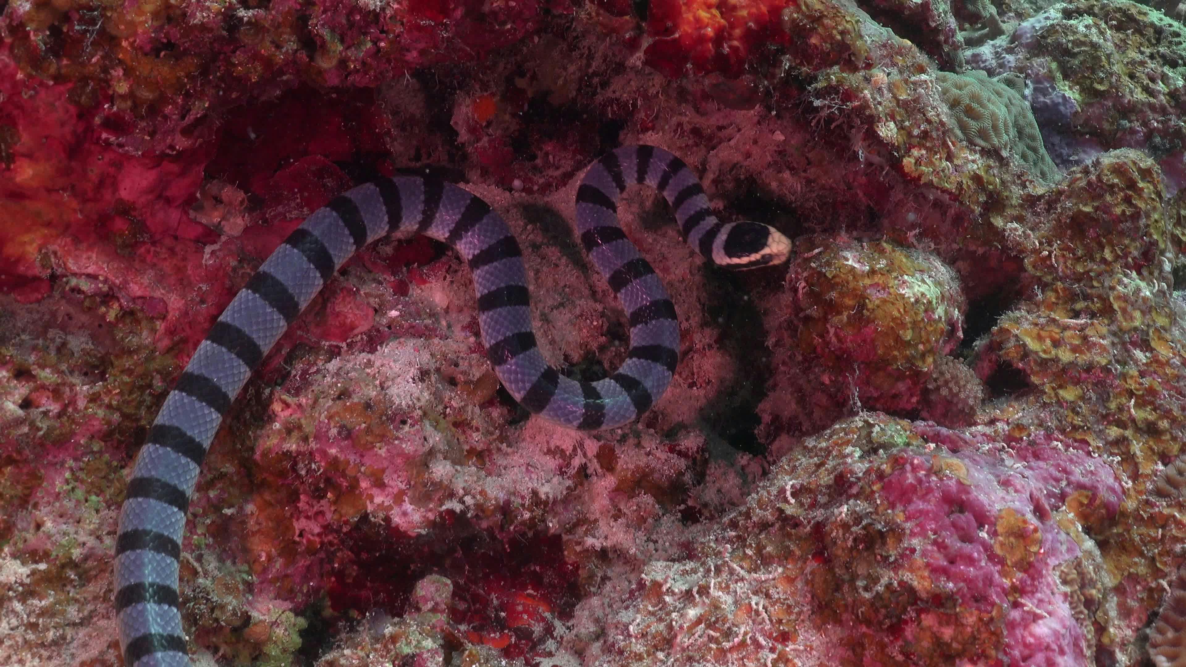 Discover coral-sea-snake, a story-driven footage | Artlist