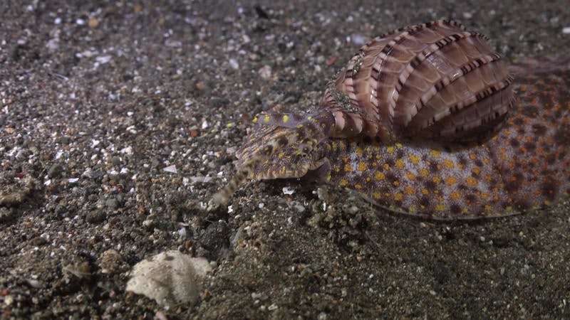 Sea Shell, Underwater Snail, Tentacles, Shellfish by Blue Water ...