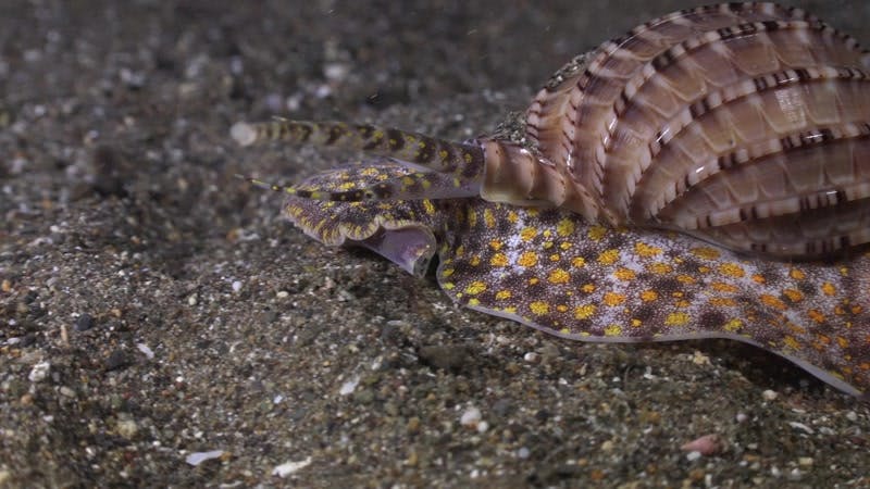 Invertebrate, Tentacles, Shellfish, Underwater Snail by Blue Water ...