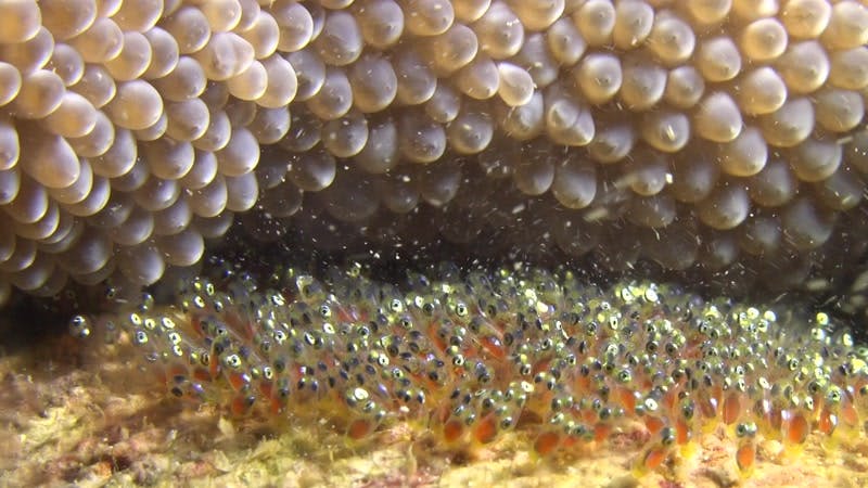 Fish Larvae, Coral, Underwater, Sea Vegetable by Blue Water Fascination ...