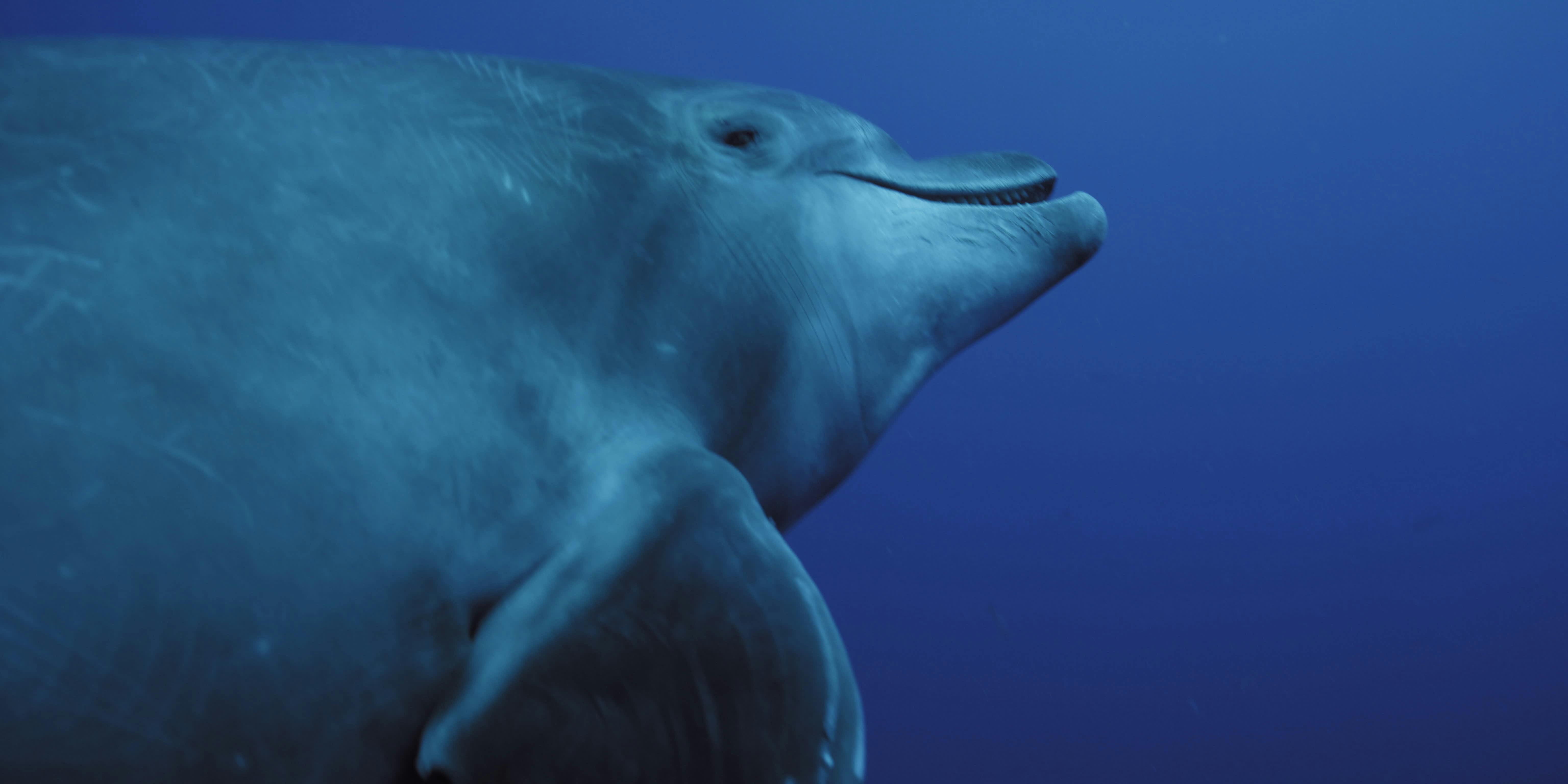 Discover dolphins, a story-driven footage | Artlist