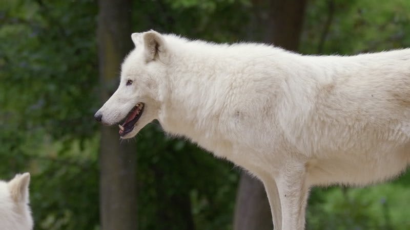 White Wolf, Wild, Arctic Wolf, Canis Lupus Arctos by Lukas Pich – Stock ...