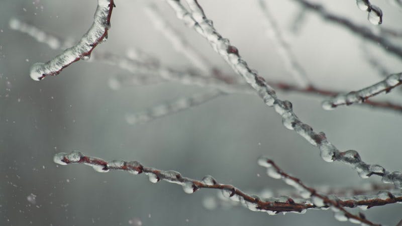 Branch, Frozen, Snowing, Ice by Denys Hrishyn – Stock Footage | Artlist