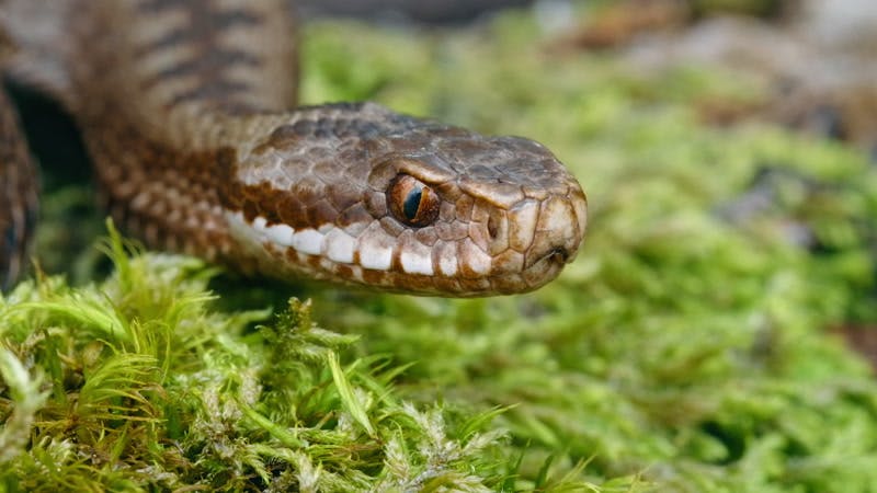 Scales, Crawling, Grass, Viper by Lukas Pich – Stock Footage | Artlist