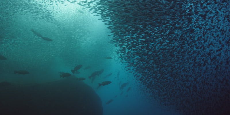 Fish School, Water, Marine Life, Ocean by Alfredo Barroso – Stock ...