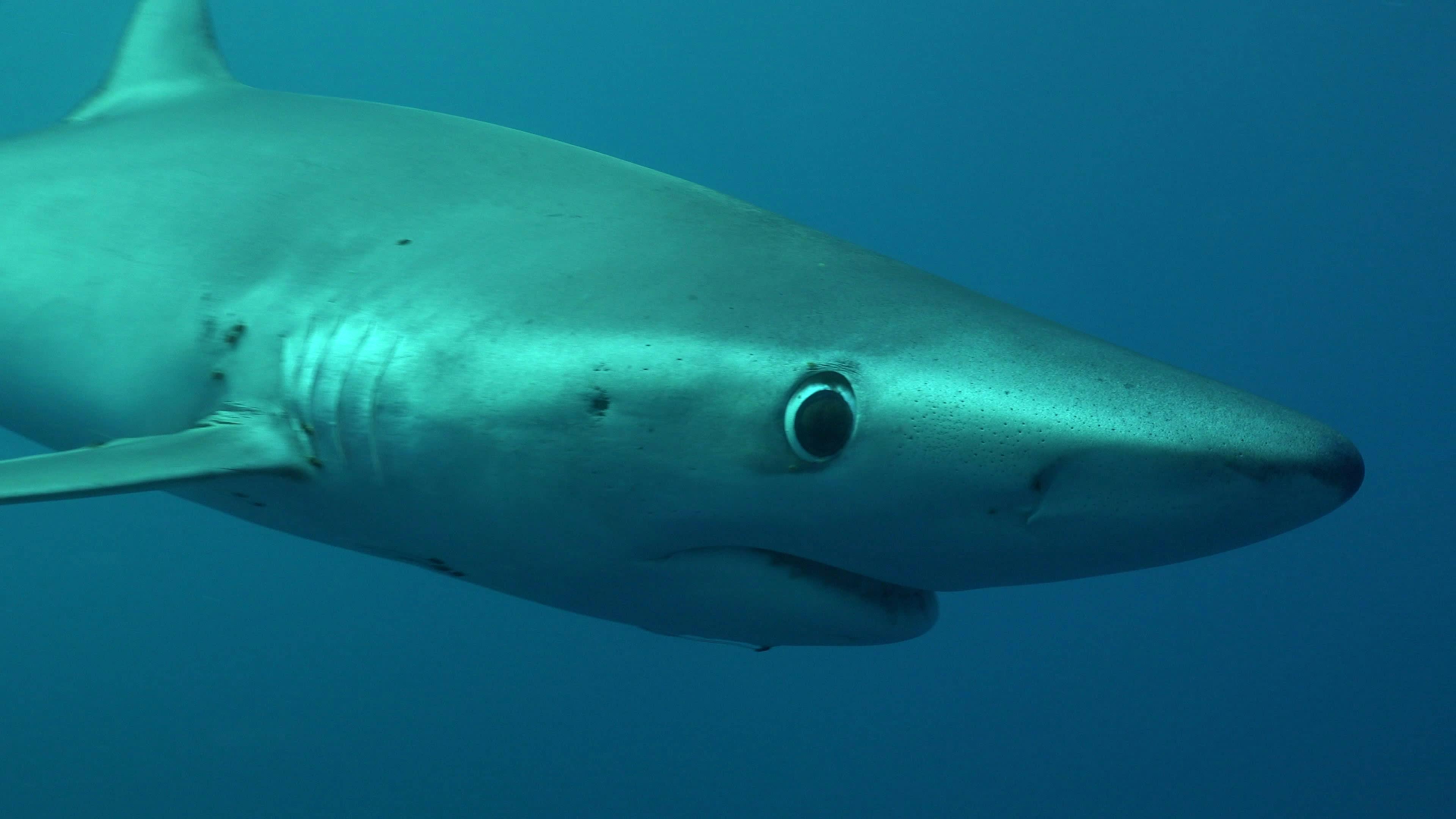Discover blue-shark-and-pilot-fish, a story-driven footage | Artlist