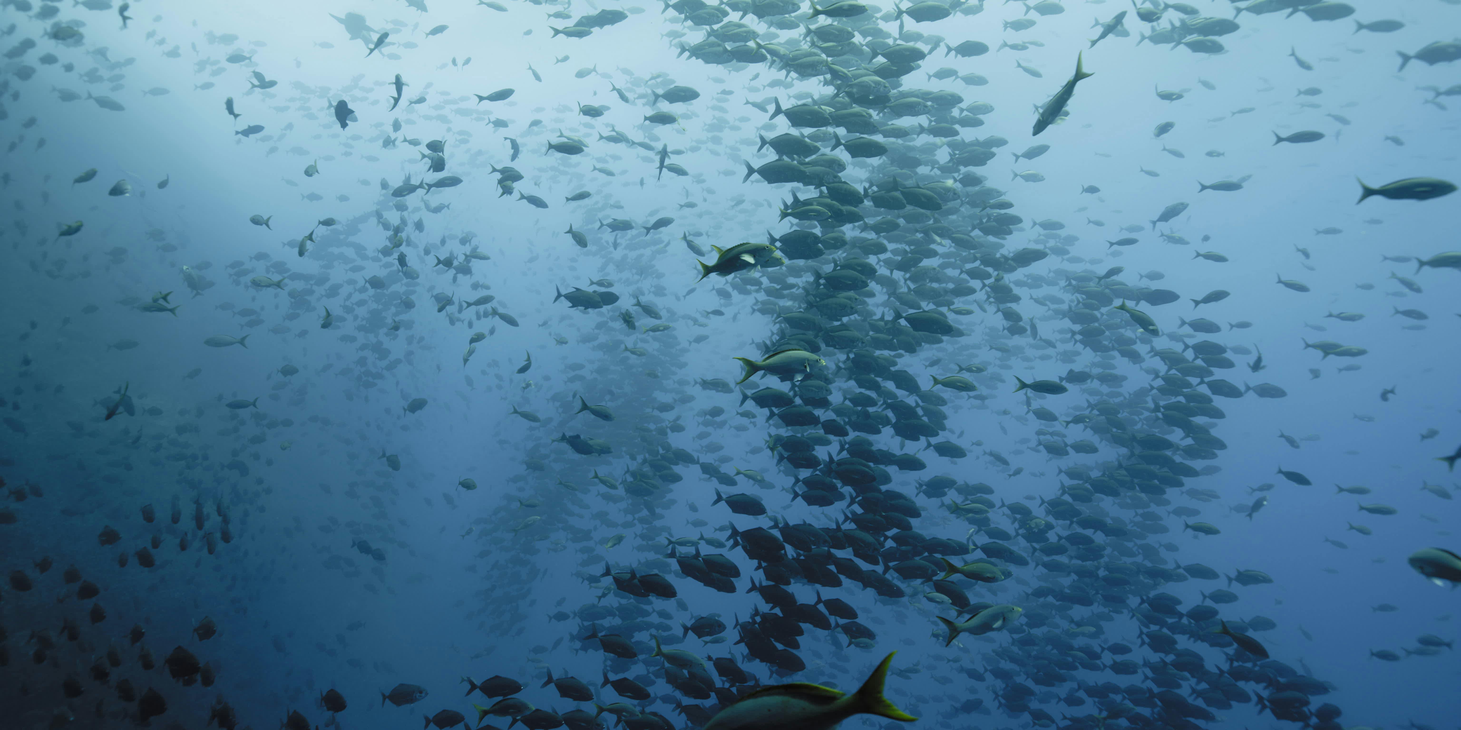 Discover fish-flock-underwater, a story-driven footage | Artlist
