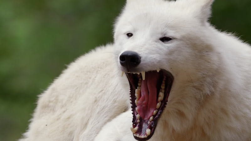 White Wolf, Wild, Zoology, Canis Lupus Arctos by Lukas Pich – Stock ...